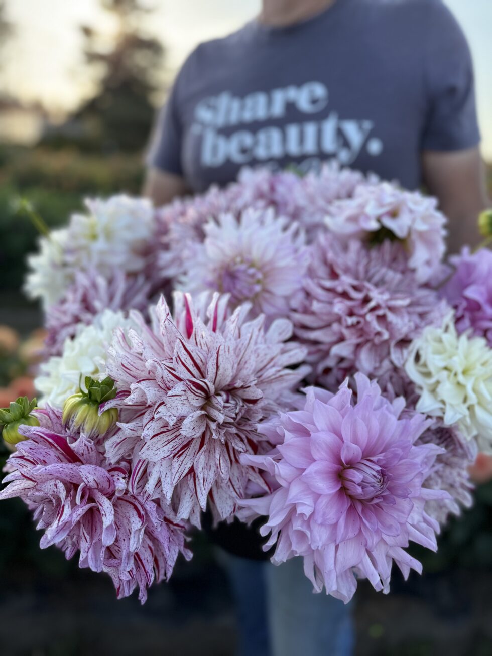 Legacy Dahlia Hybridizers: Ken Greenway - Triple Wren Farms