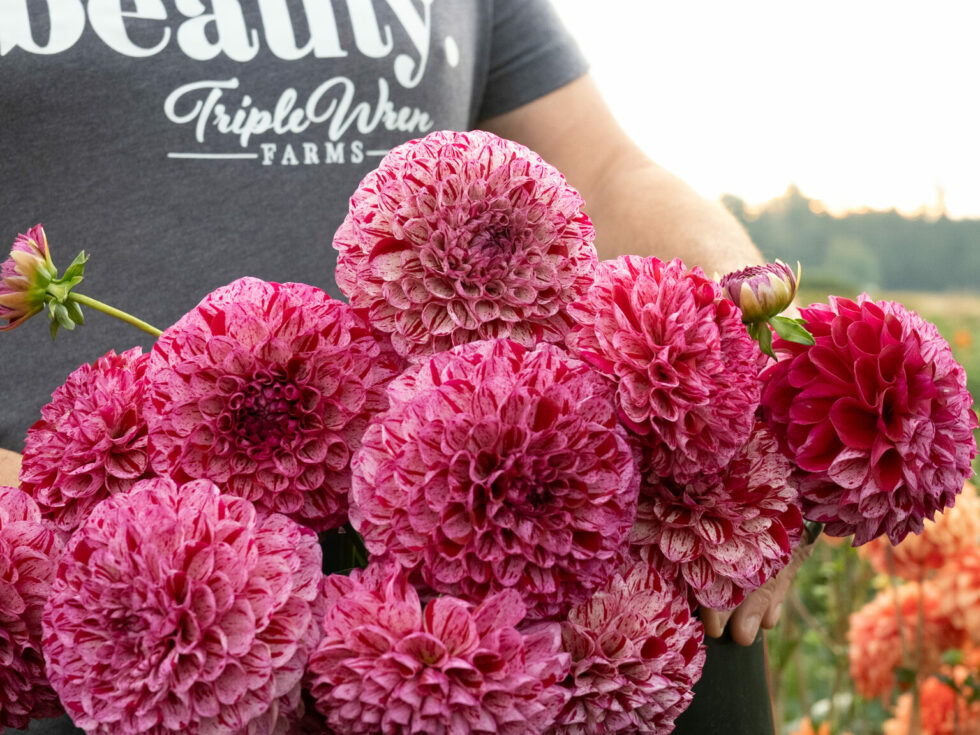 Legacy Dahlia Hybridizers: Ken Greenway - Triple Wren Farms